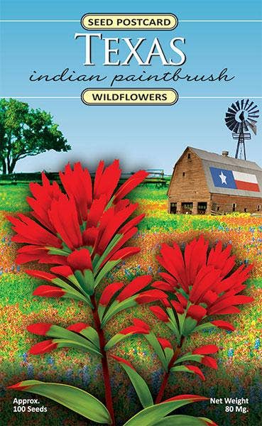 Texas Indian Paintbrush Wildflower Seed Packet – SuePatrick.com
